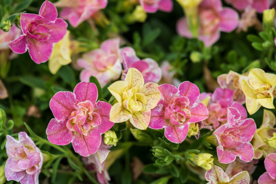 10 top performing new plants for this season | News, Sports, Jobs ...